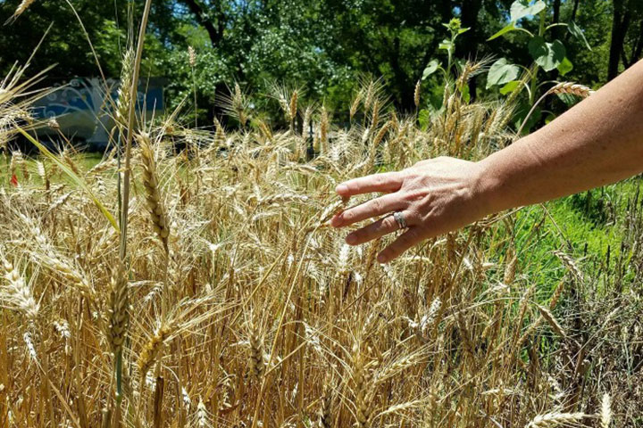 From Harvest to Harvest — Passover to Pentecost - Ruth's Gleanings